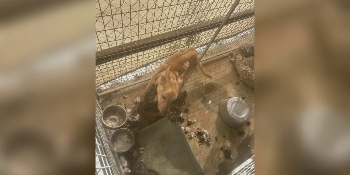 Animal advocates introduce volunteer program idea to Marlin City ... Animal advocates introduce volunteer program idea to Marlin City ...